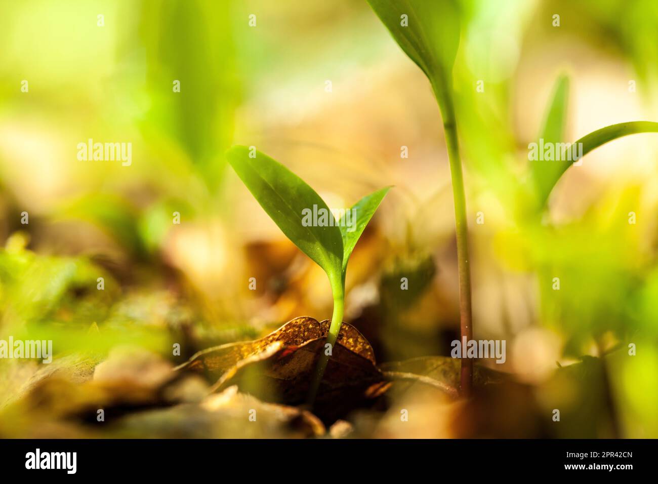 Sycamore seedling hi-res stock photography and images - Alamy