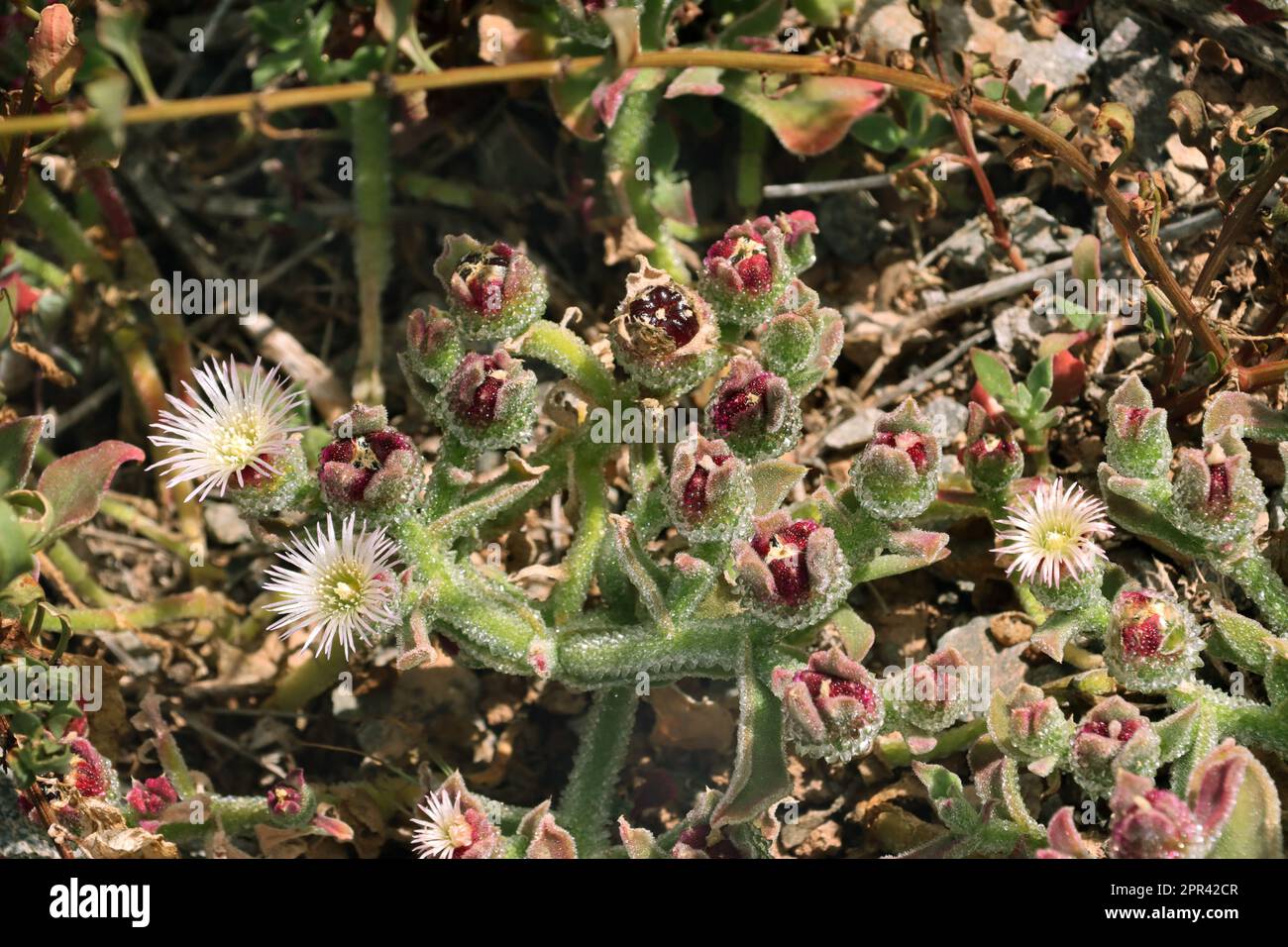 common ice plant, crystalline ice plant, ice plant (Mesembryanthemum ...