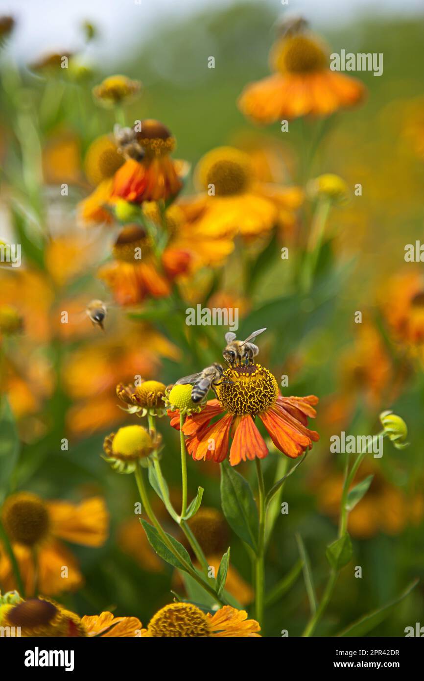 honey bee, hive bee (Apis mellifera mellifera), bees on flower of ...
