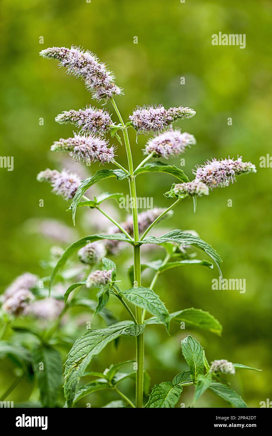 Mackerel-mint, Spear mint, Spearmint (Mentha spicata), blooming ...