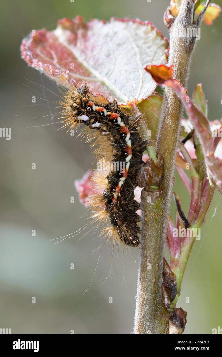 Knot grass moth hi-res stock photography and images - Alamy