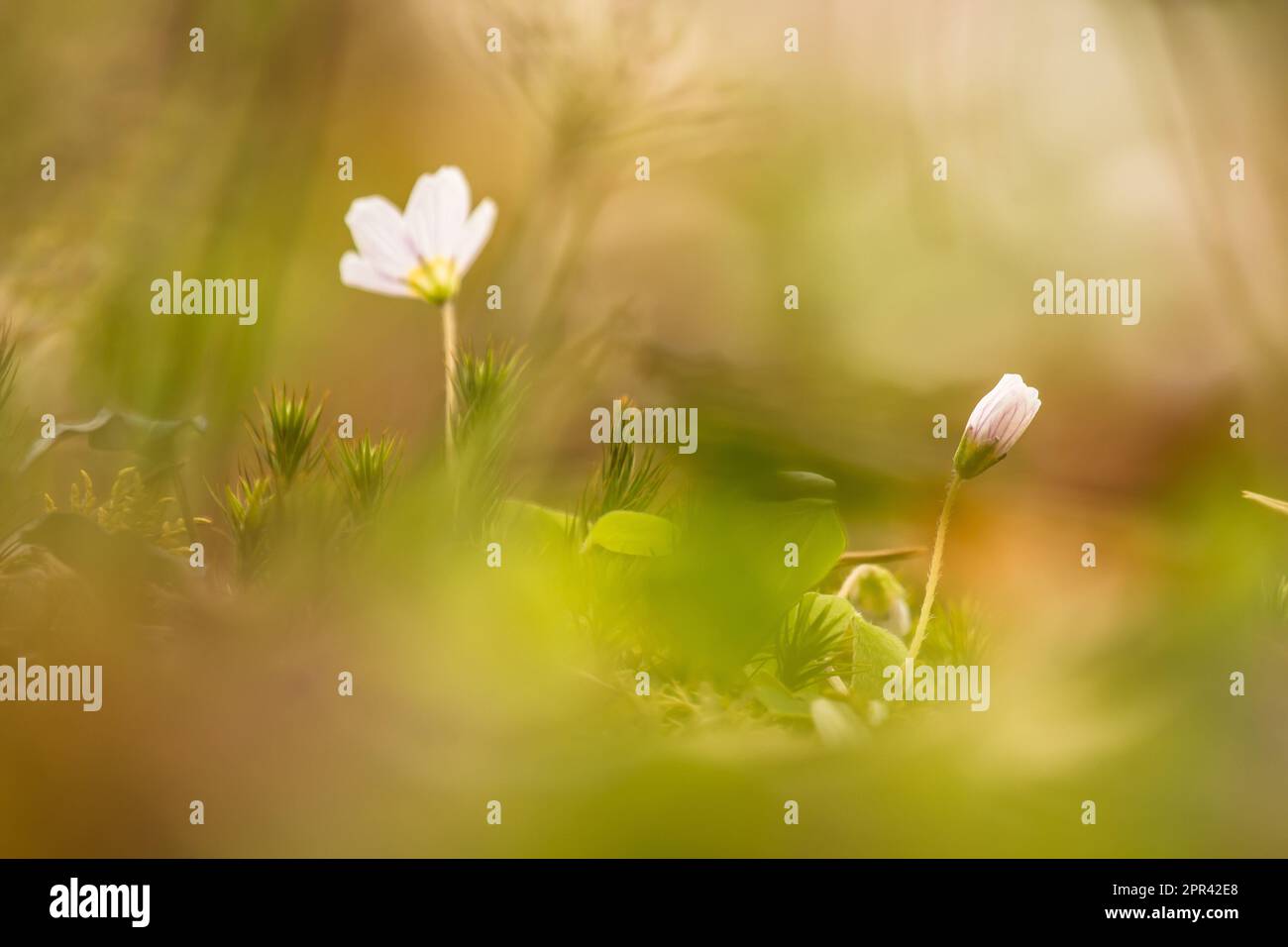 common wood sorrel, wood-sorrel, Irish shamrock (Oxalis acetosella ...