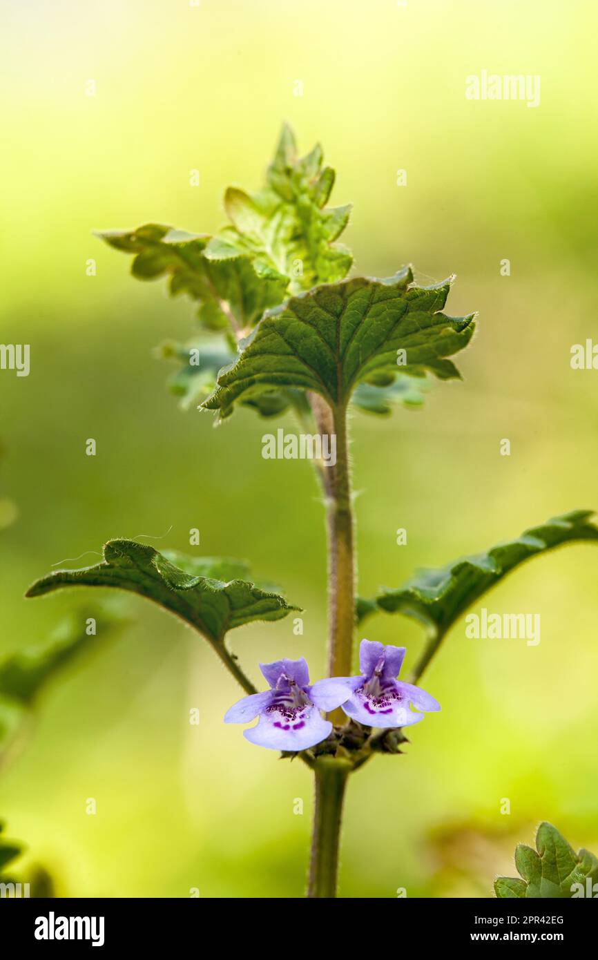 gill-over-the-ground, ground ivy (Glechoma hederacea), flowers, Germany ...