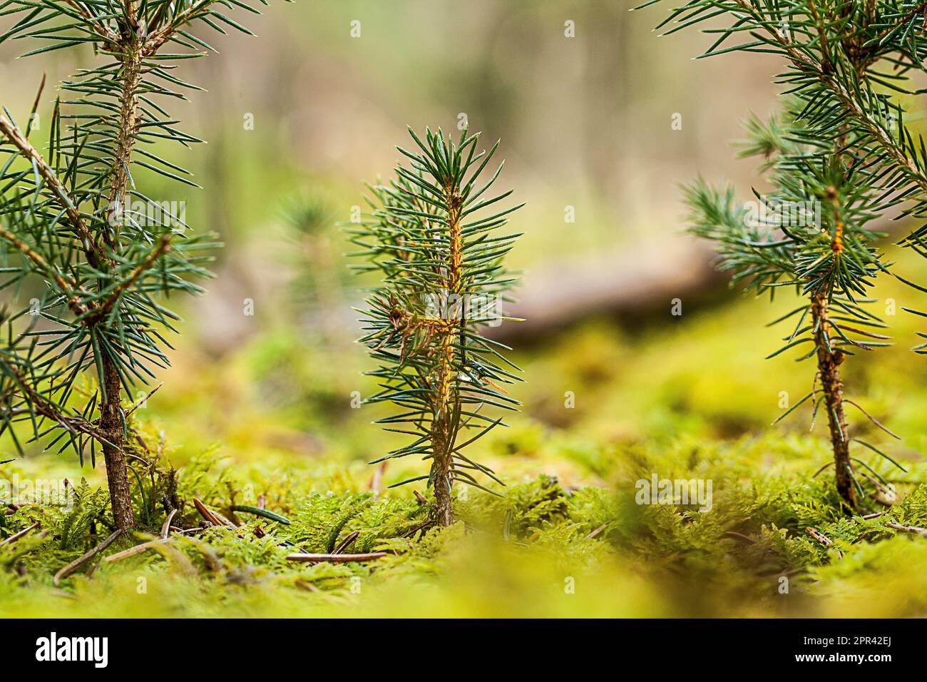 Norway spruce (Picea abies), young plants on forest ground, Germany ...