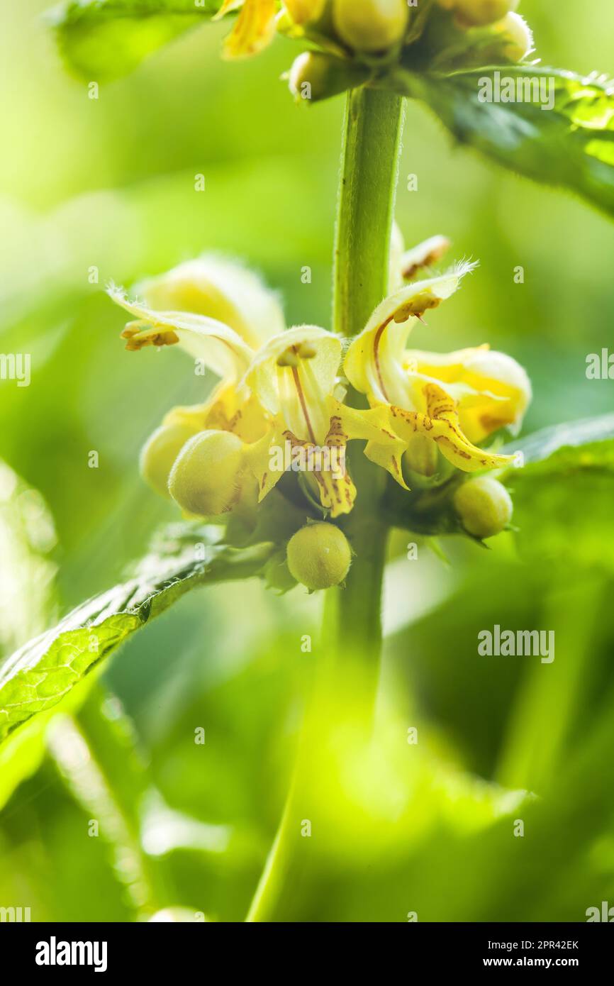 Yellow dead-nettle, Yellow Archangel, artillery plant, aluminium plant ...