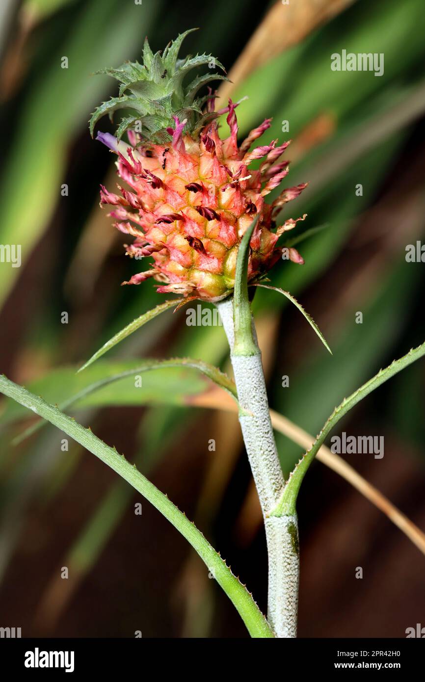 Ananassoides hi-res stock photography and images - Alamy