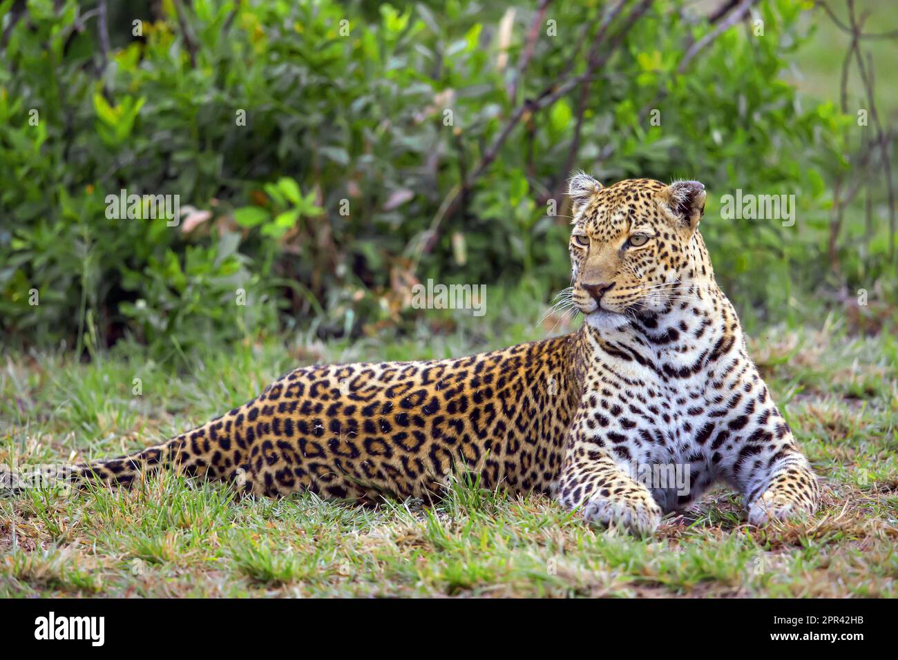 leopard (Panthera pardus), leopardess resting in a meadow, Kenya, Masai Mara National Park Stock ...