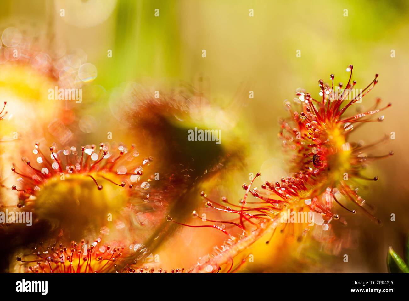 round-leaved sundew, roundleaf sundew (Drosera rotundifolia), leaves ...