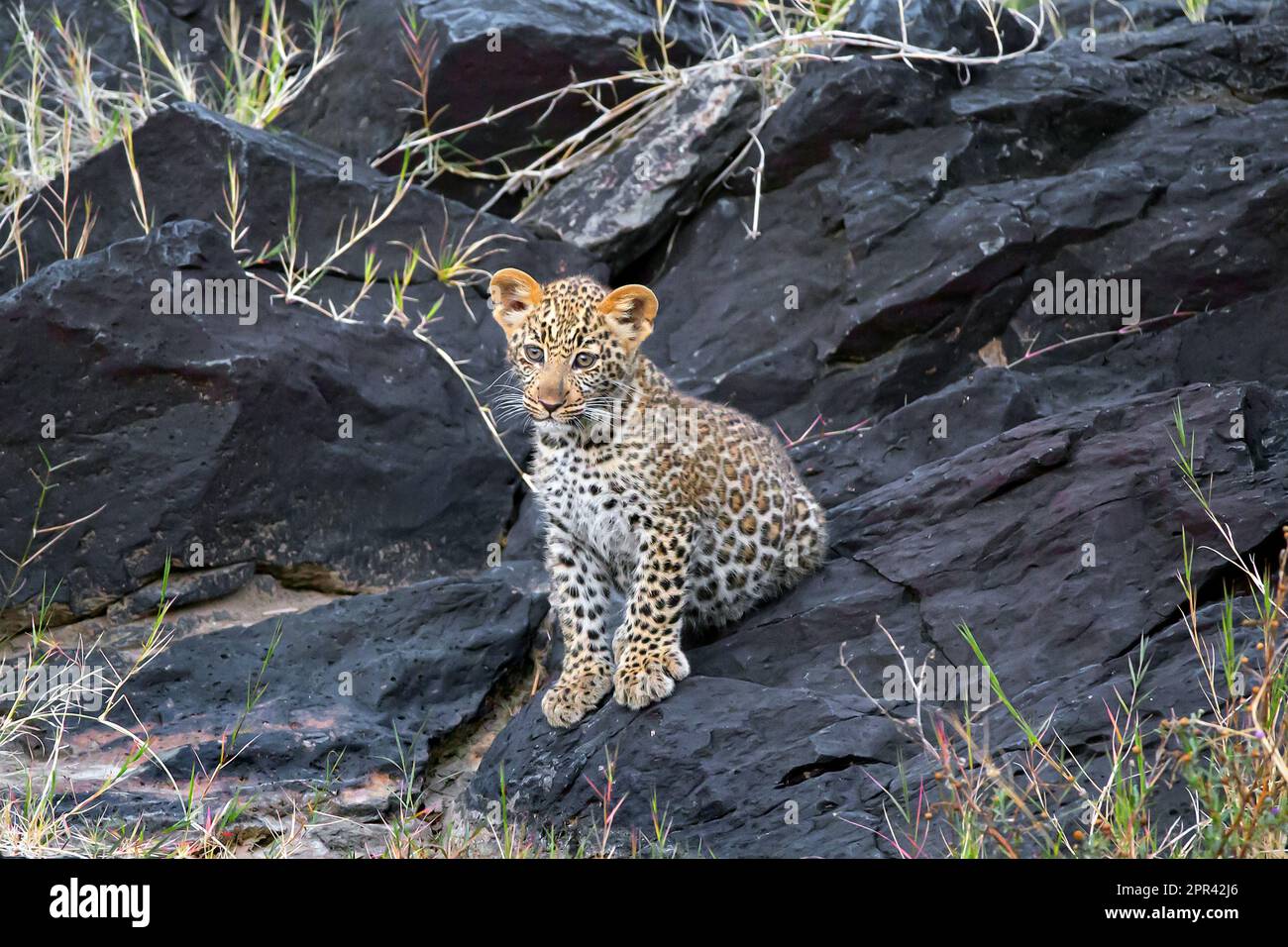 leopard (Panthera pardus), leopard cub sitting alone on a rock, Kenya ...