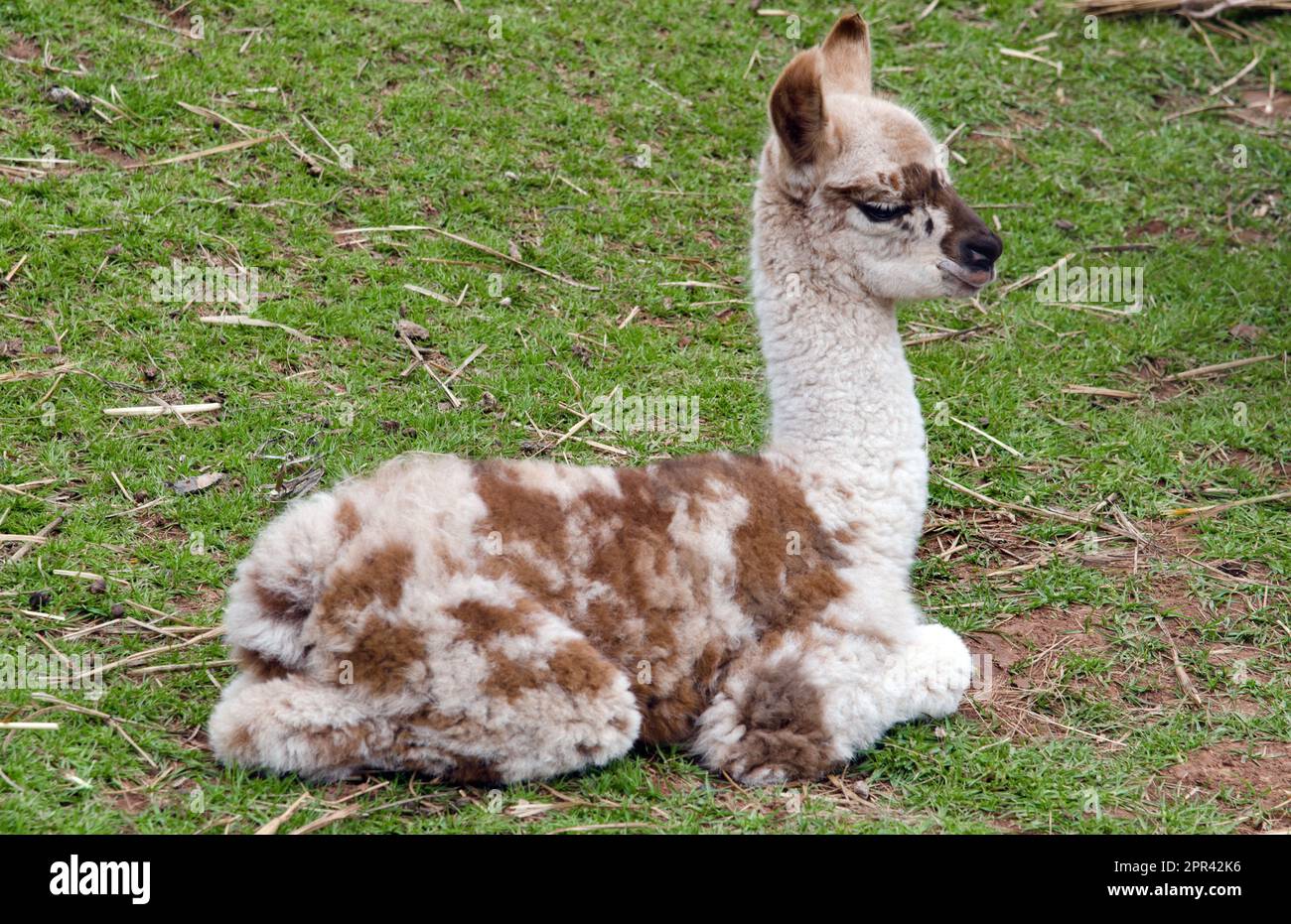 llama (Lama glama), two weeks old lama, Peru, Cusco Stock Photo - Alamy