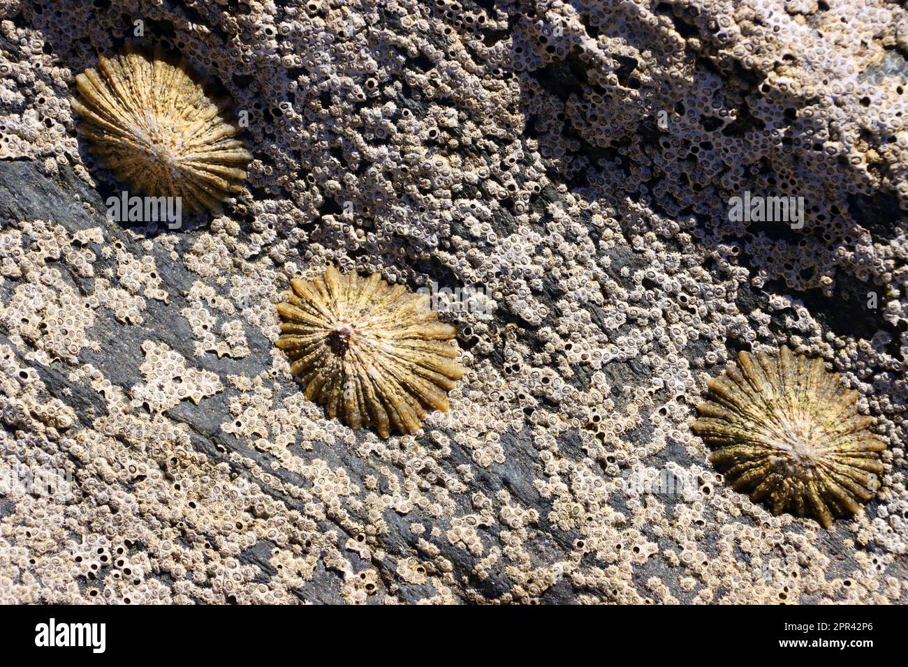 limpet (Patella spec.), on coastal rocks, Canary Islands, Gran Canaria ...