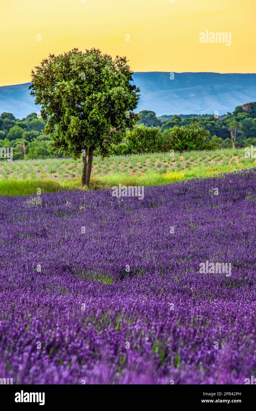 English lavender (Lavandula angustifolia, Lavandula officinalis ...