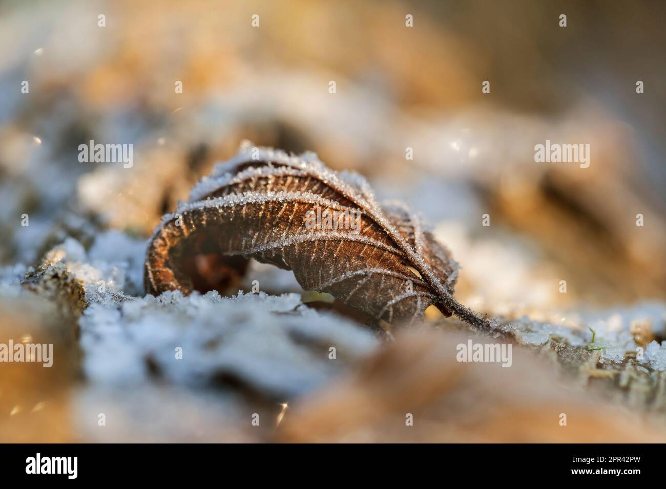 Frost leaves maple leaf hi-res stock photography and images - Alamy
