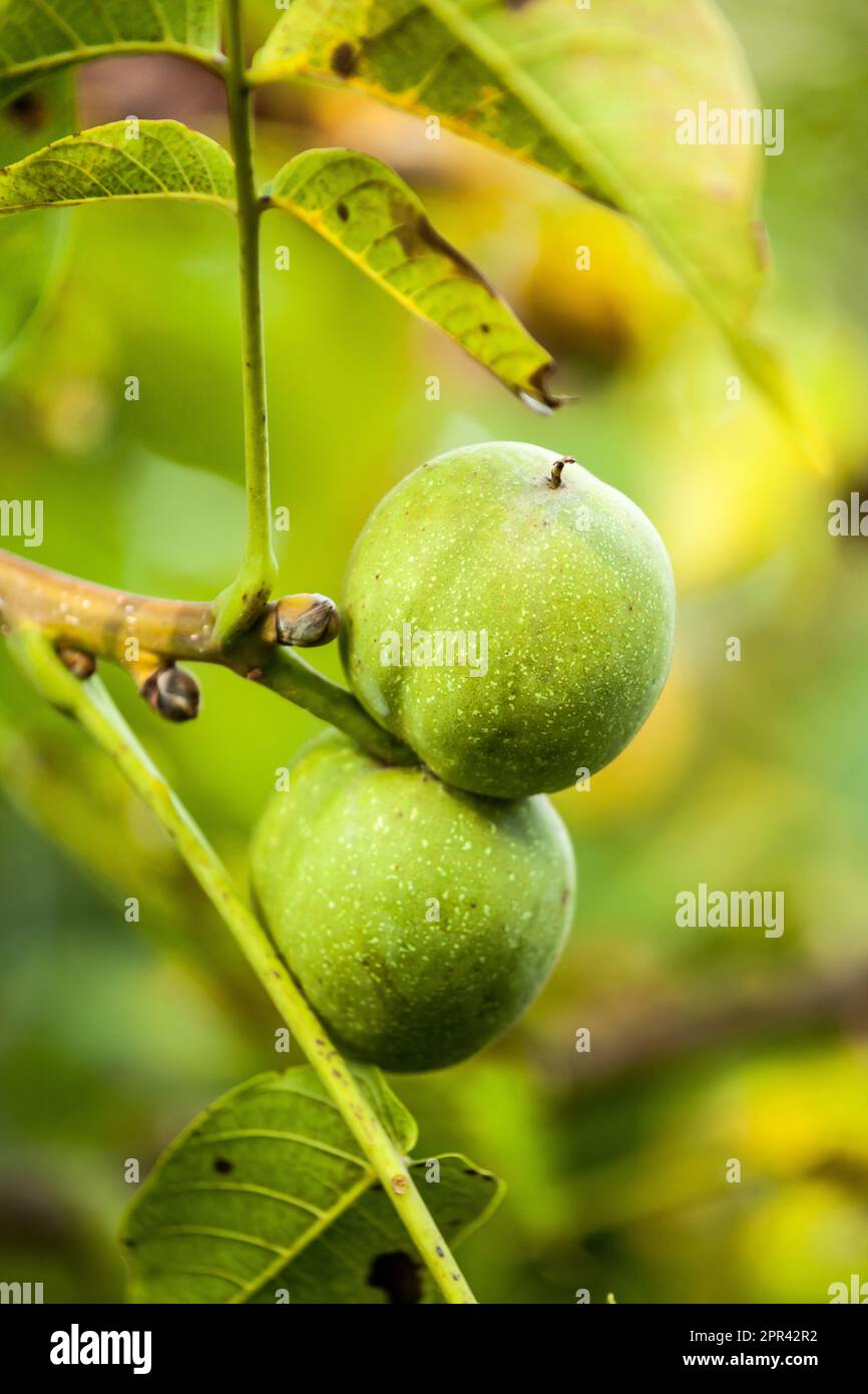 walnut (Juglans regia), nuts with husk on a the tree, Germany Stock ...