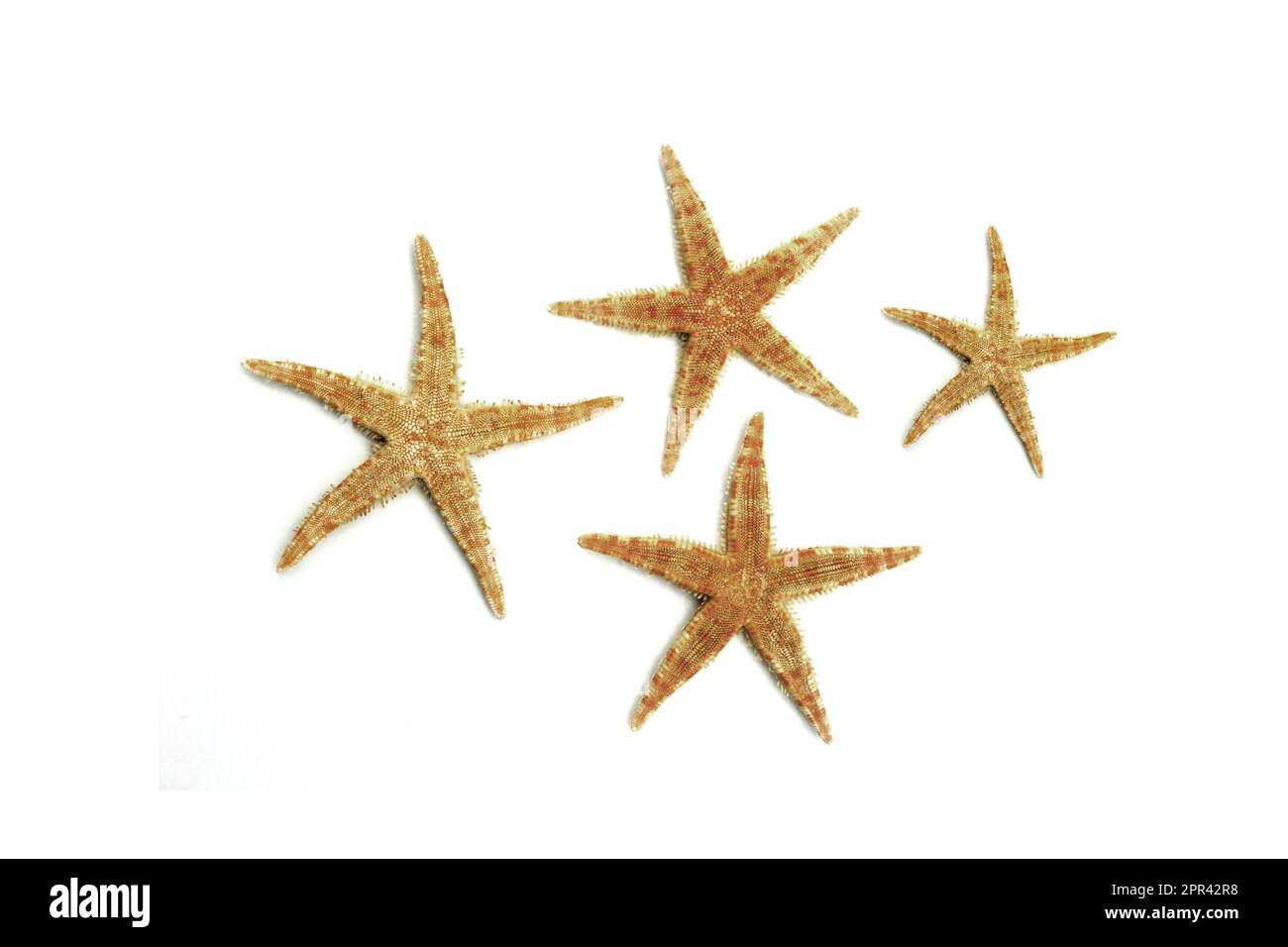 Four tier Cut Out Stock Images & Pictures - Alamy