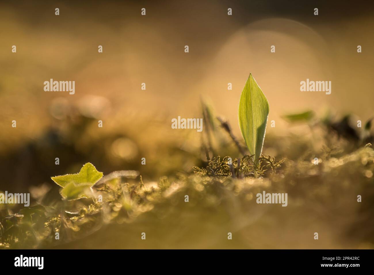 may lily (Maianthemum bifolium), young leaf in backlight, Germany Stock ...