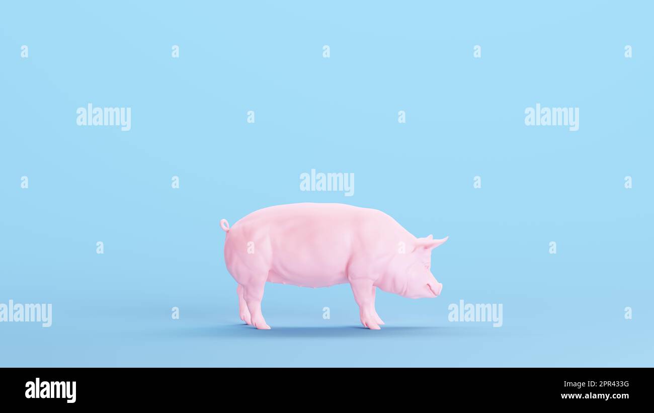 Pig diagram hi-res stock photography and images - Alamy