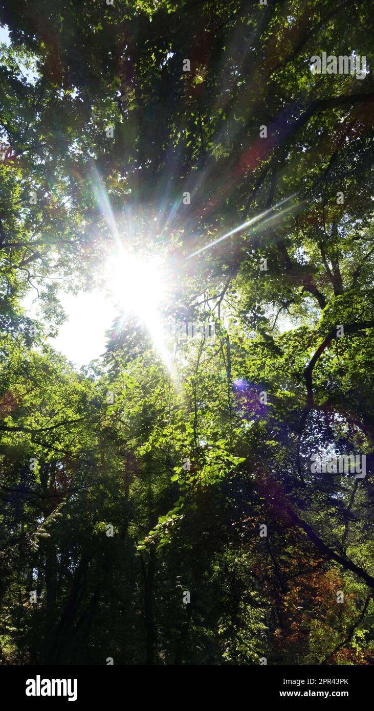 sun flare between tree branches and foliage Stock Photo - Alamy