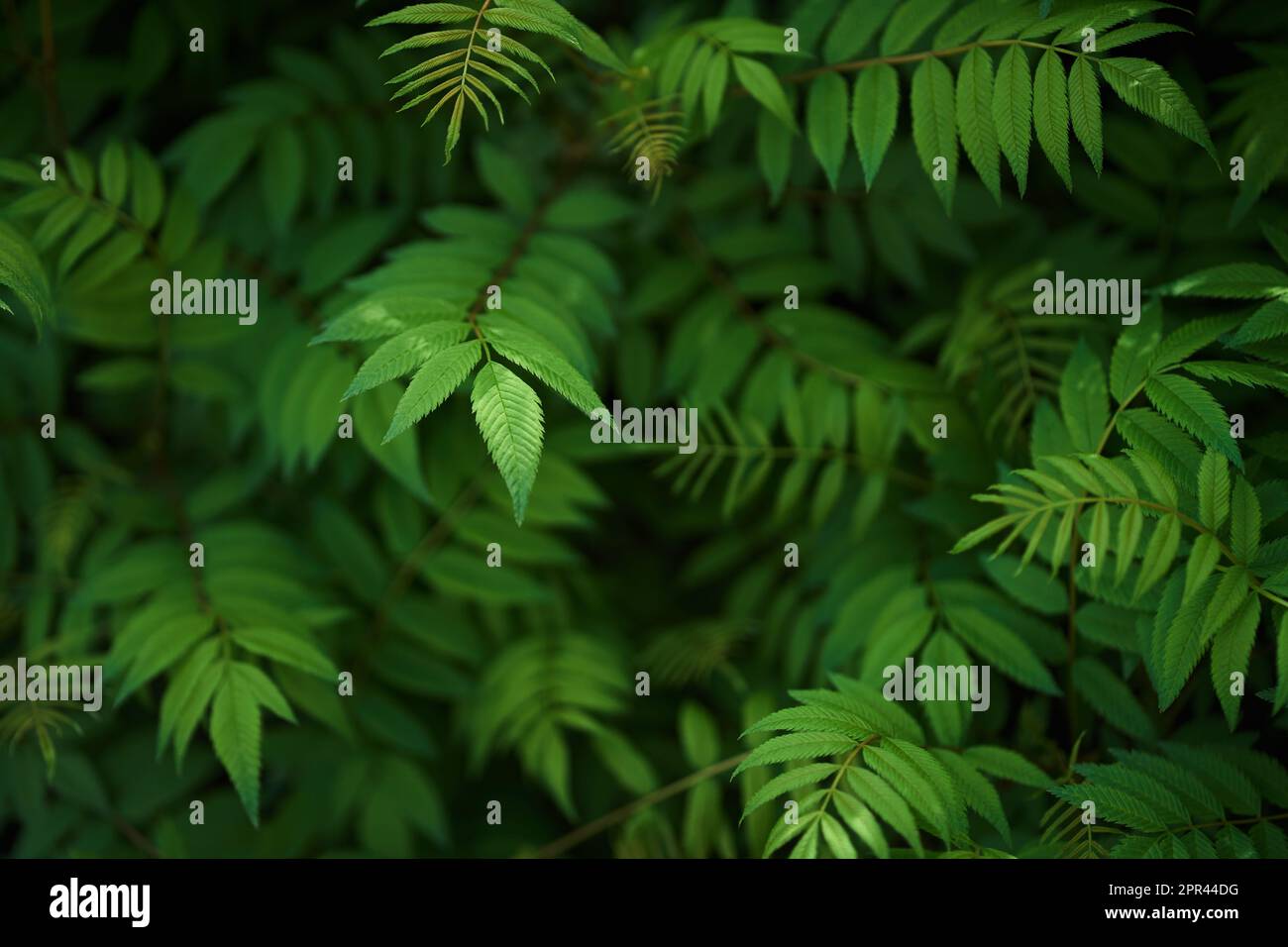 Sorbaria sorbifolia, the leaves of shrub. Green background, the plant ...
