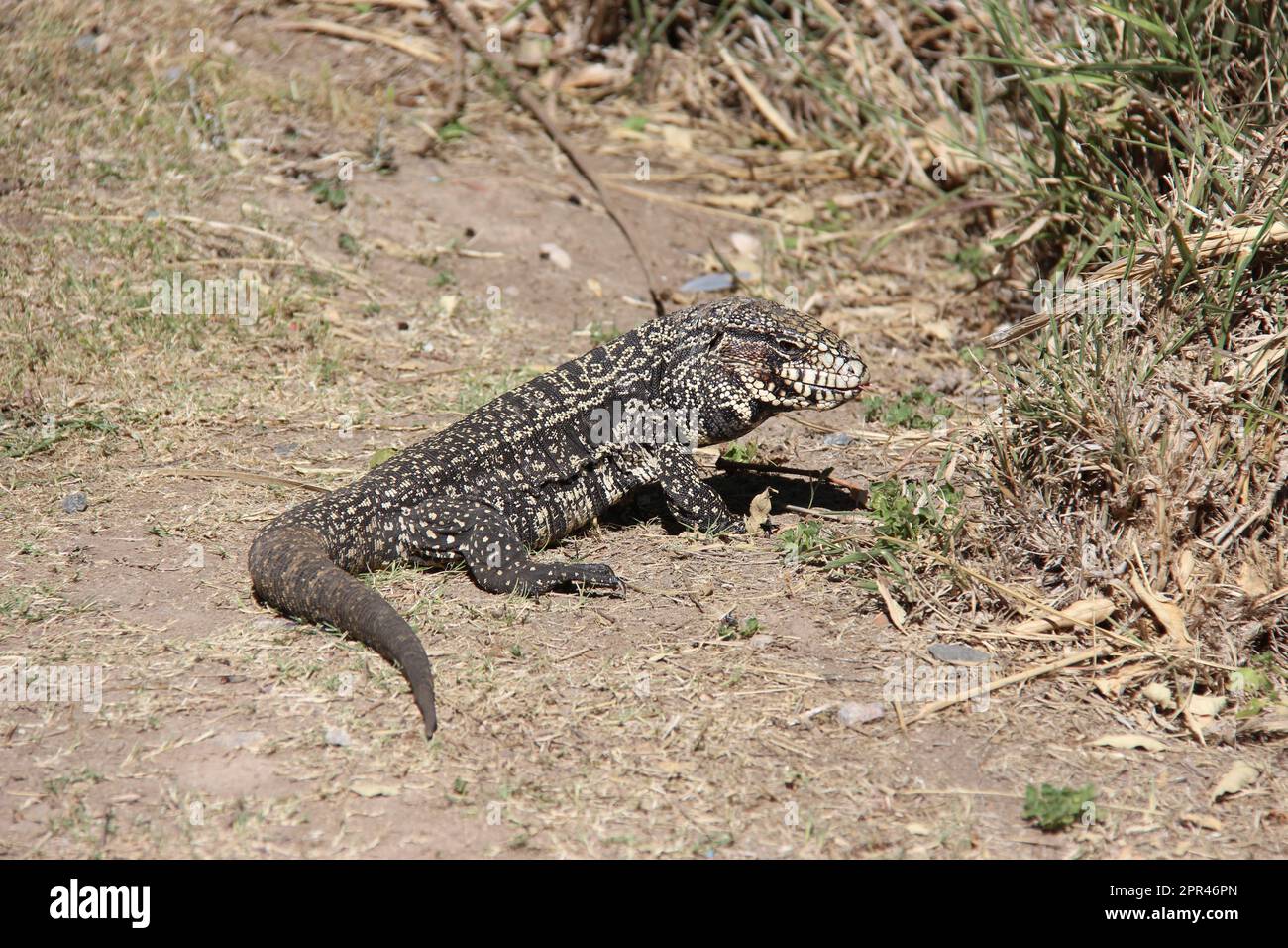 An Argentine black and white tegu ambling along a dusty path Stock ...