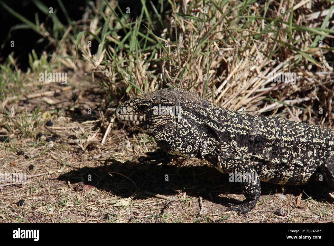 An Argentine black and white tegu ambling along a dusty path Stock ...