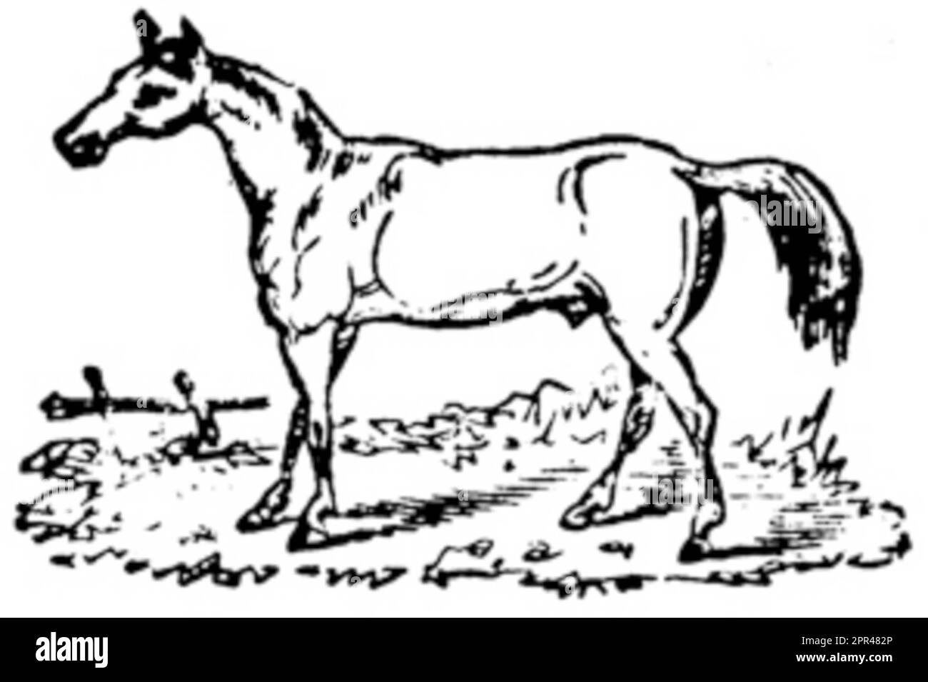 Horse, donkey, mule Stock Photo - Alamy