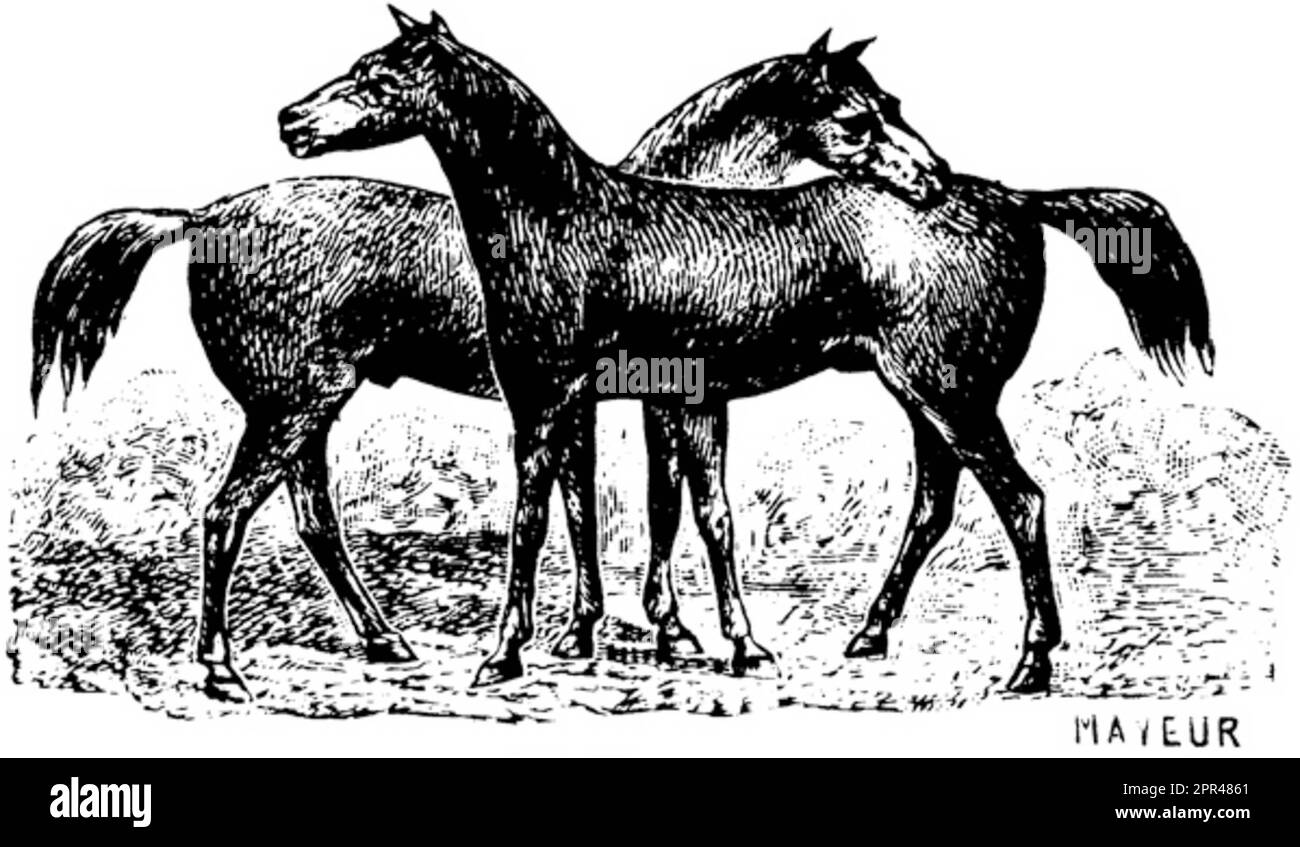 Horse, donkey, mule Stock Photo - Alamy