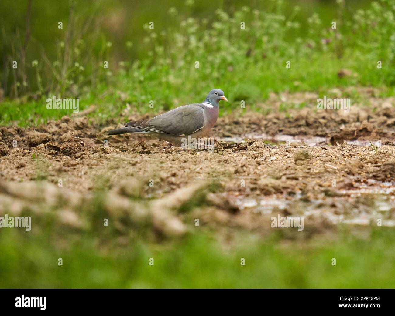 Wood pigeon foraging for food on the forest ground Stock Photo - Alamy