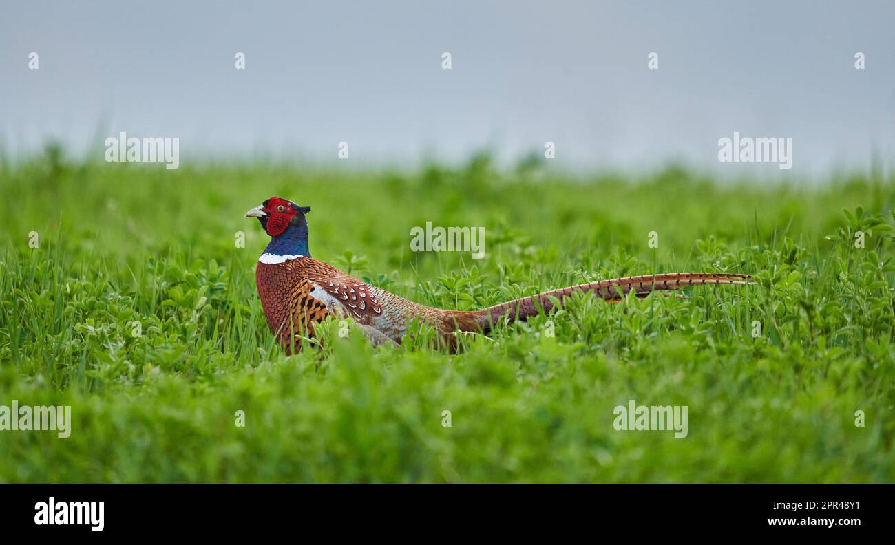 Male pheasant in the grass, showing beautiful colorful plumage in the ...
