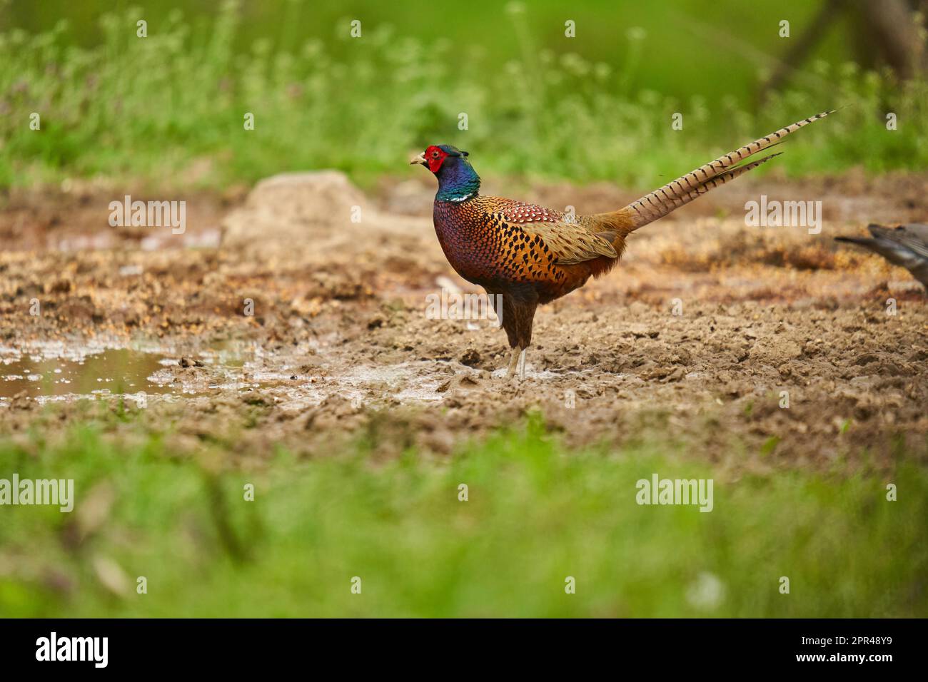Male pheasant in the grass, showing beautiful colorful plumage in the ...