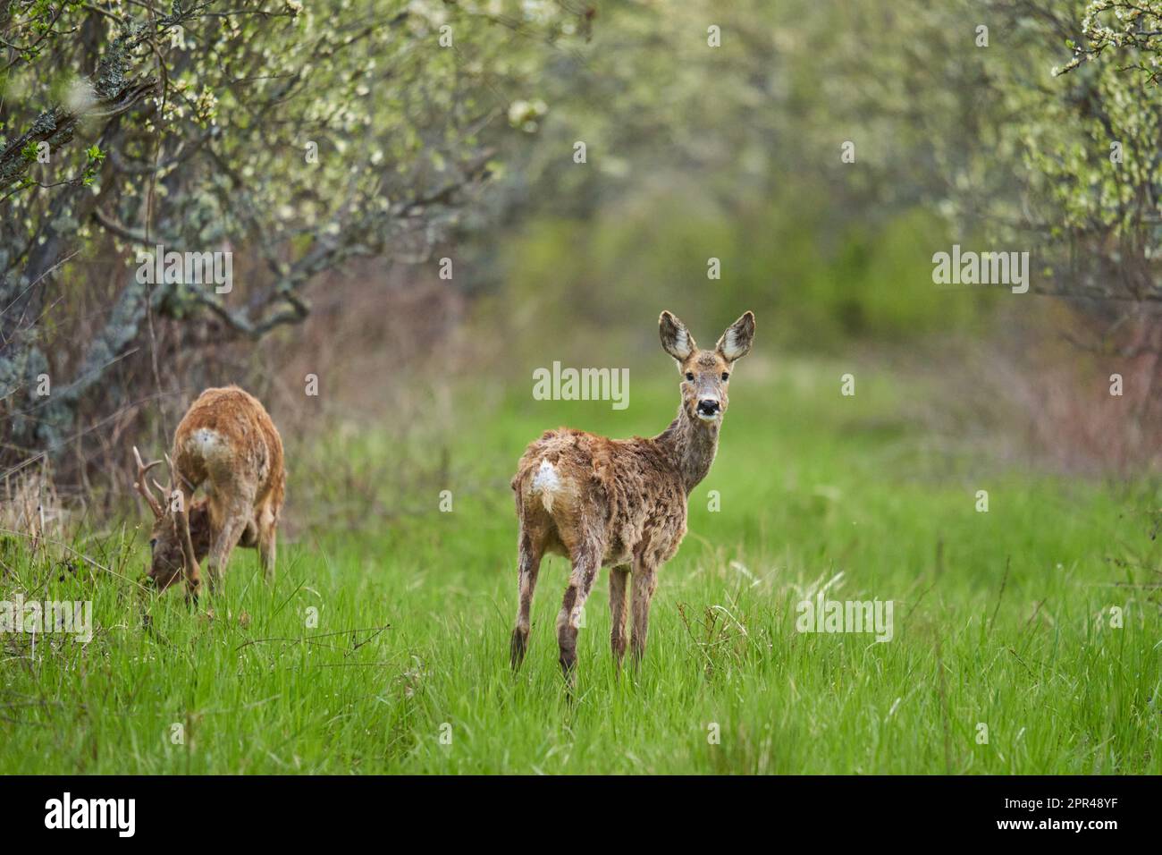 Roe deer and roebuck in the orchard in the mating season, late spring ...