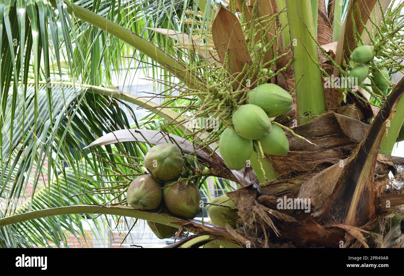 Palm tree with growing coconuts in Thailand Stock Photo - Alamy
