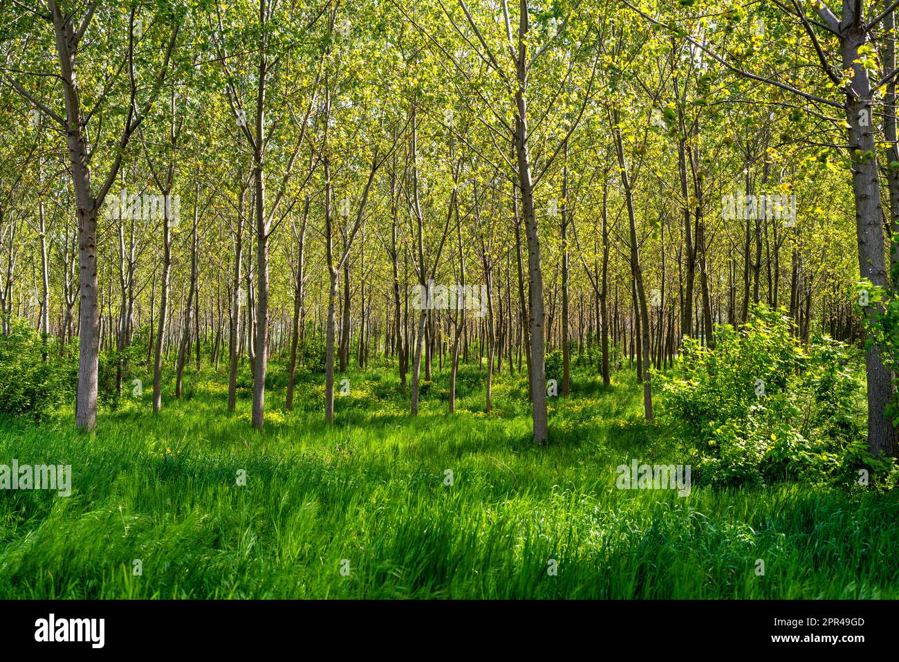 Scenic scenery planted forest at mid of spring, continental climate ...