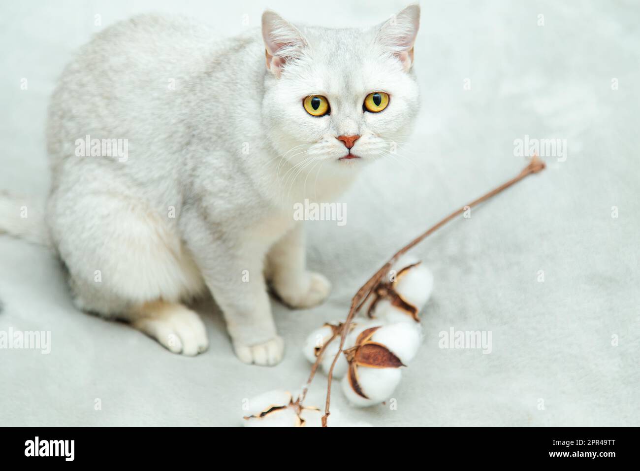 Beautiful silvery british cat plays with a branch of cotton on a gray ...