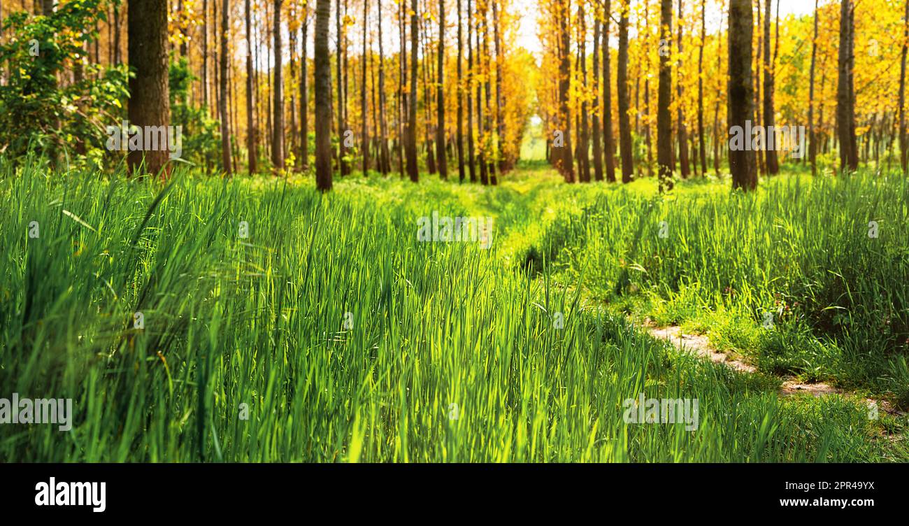 Scenic scenery planted forest at the beginning of autumn Stock Photo ...
