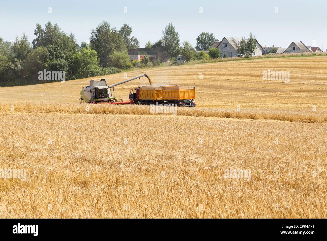Grain crops on the field are harvested with the help of combines and ...