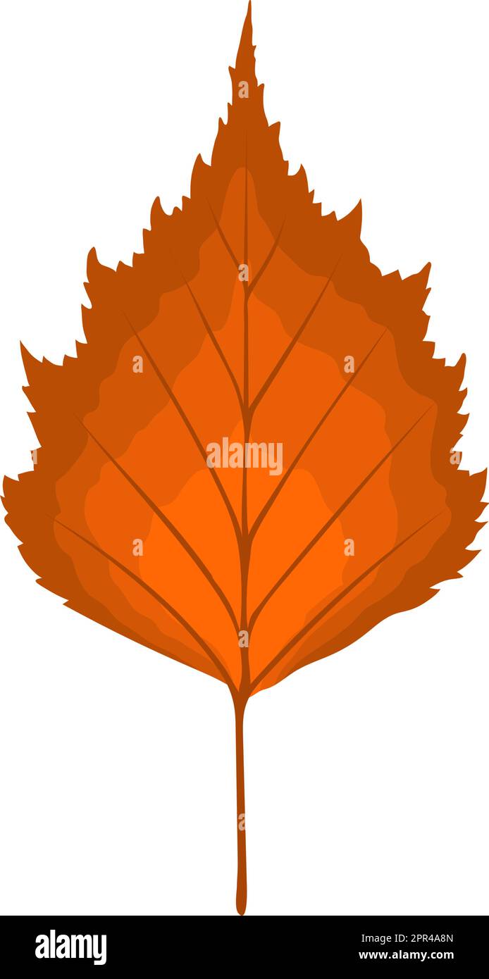 Birch Tree Leaf Stock Vector Image & Art - Alamy