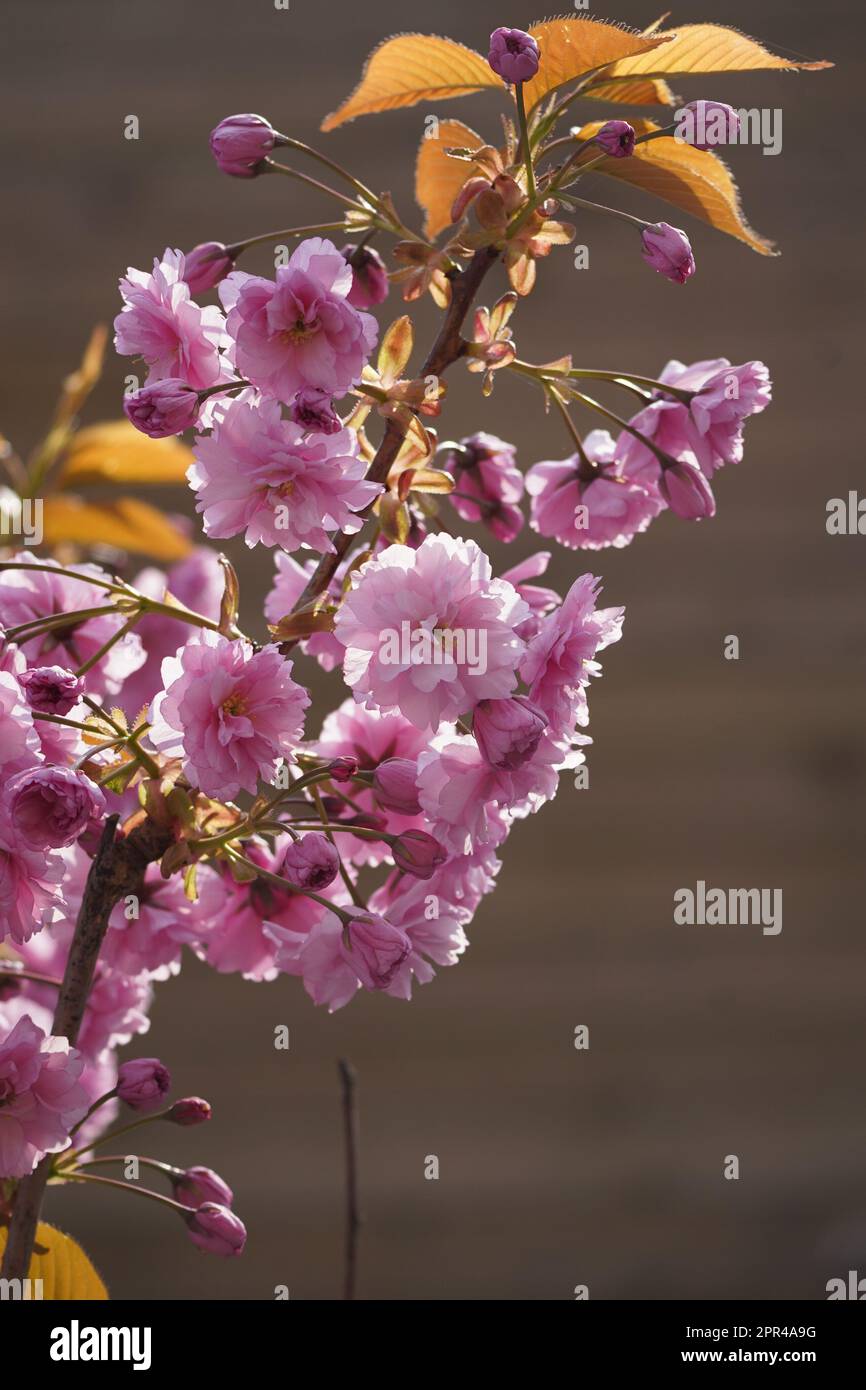 First bloom hi-res stock photography and images - Alamy