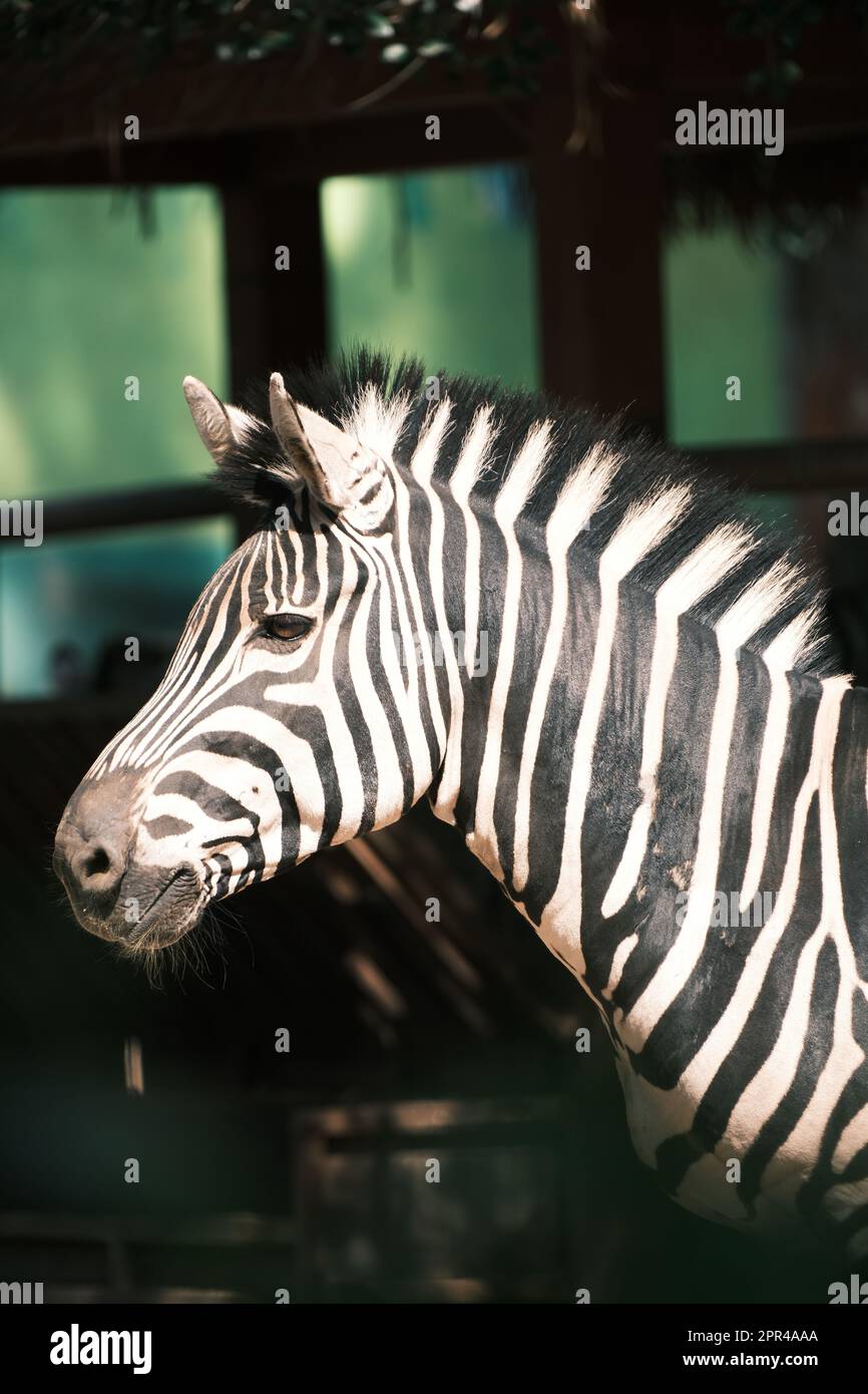 An inquisitive zebra enjoying the sun at the zoo Stock Photo - Alamy