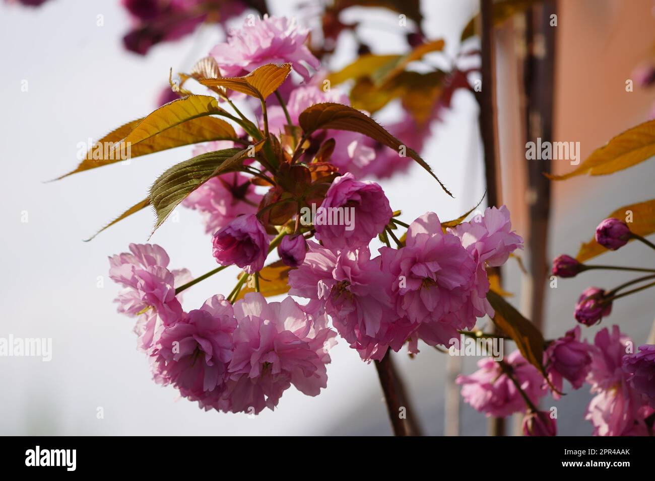 First cherry blossoms hi-res stock photography and images - Alamy