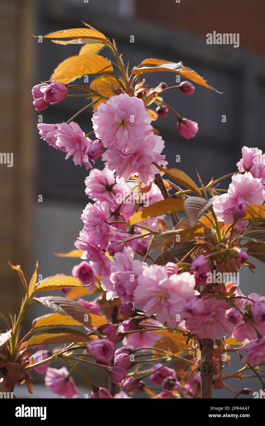 First bloom hi-res stock photography and images - Alamy