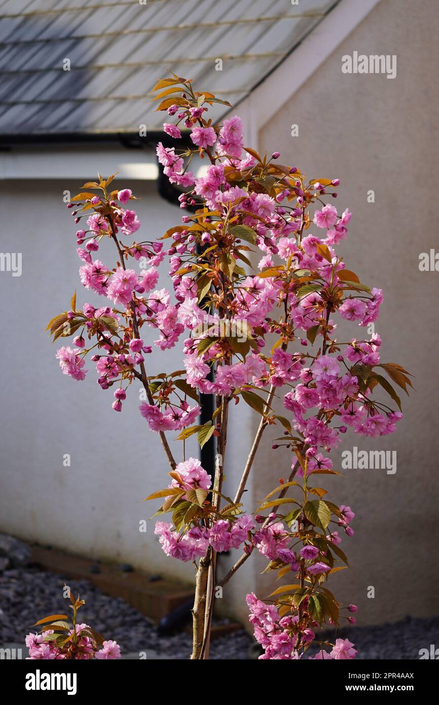 First bloom hi-res stock photography and images - Alamy