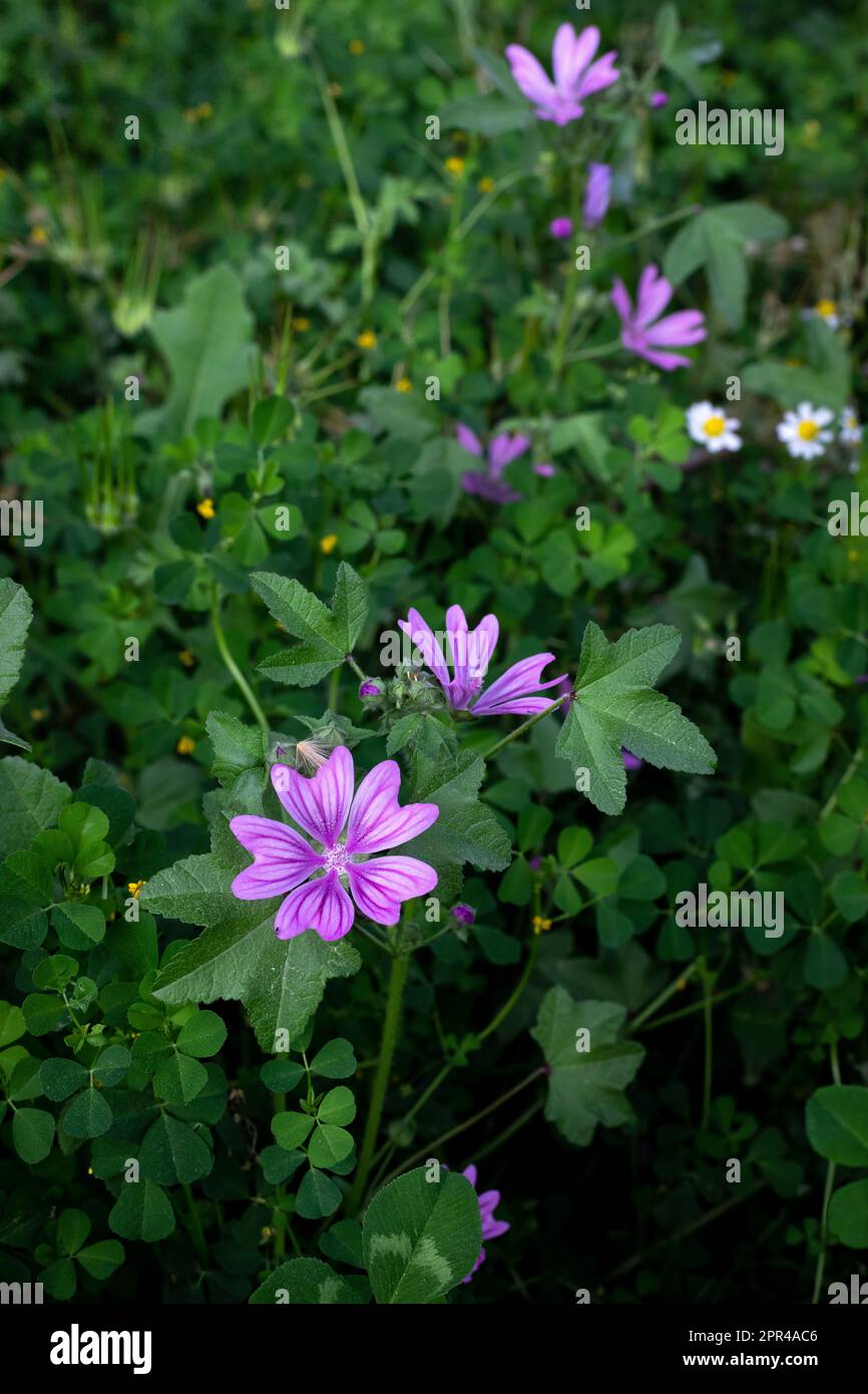 Malva sylvestris flowers in meadow. Common mallow (Malva sylvestris ...