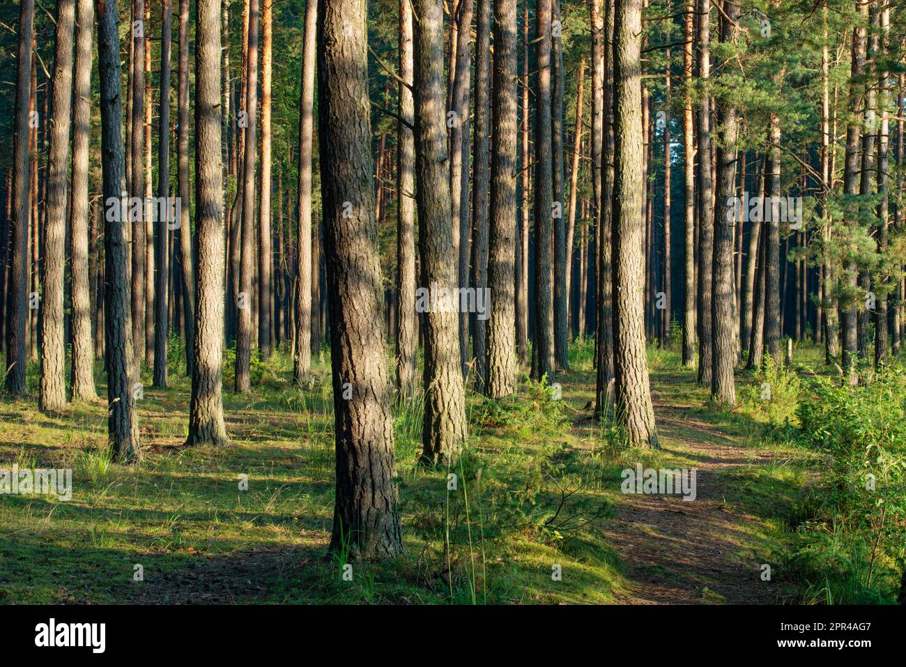 Pine forest, sunlit tree trunks and bushes on a summer morning Stock ...