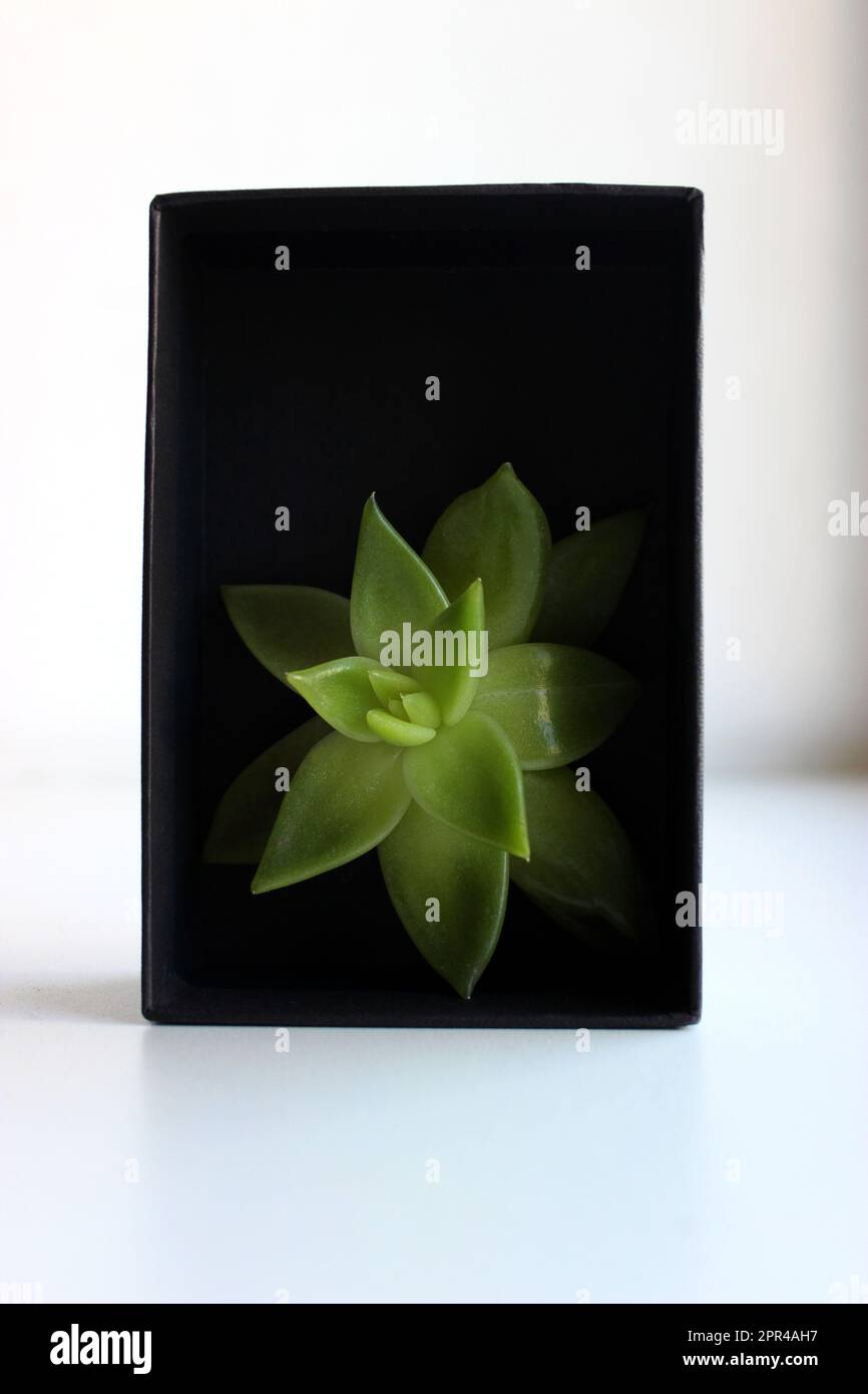 Conceptual photo of a green plant sprout in black box symbolizing ...