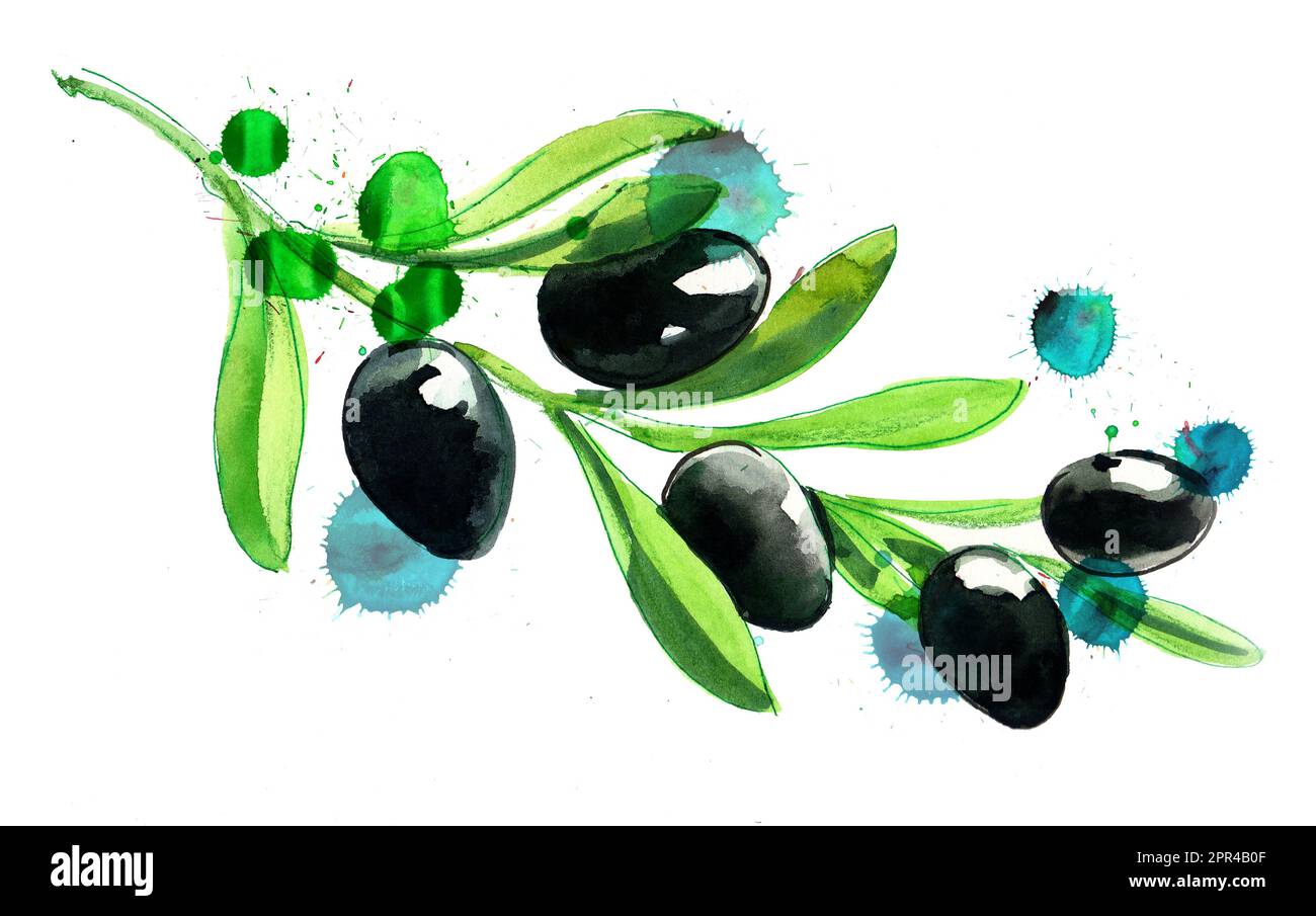 Olive tree branch. Hand-drawn ink and watercolor sketch Stock Photo - Alamy