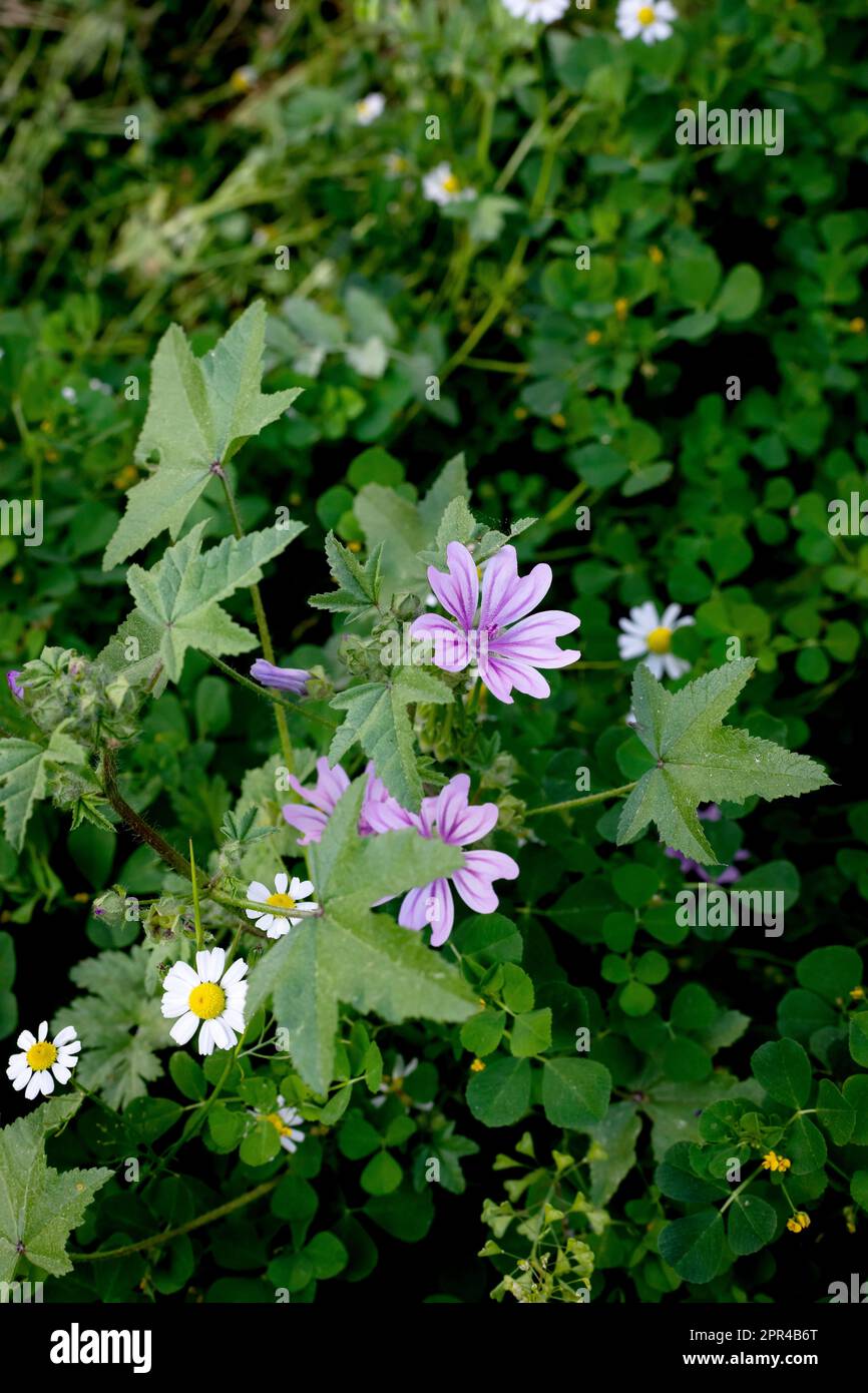 Malva sylvestris flowers in meadow. Common mallow (Malva sylvestris ...