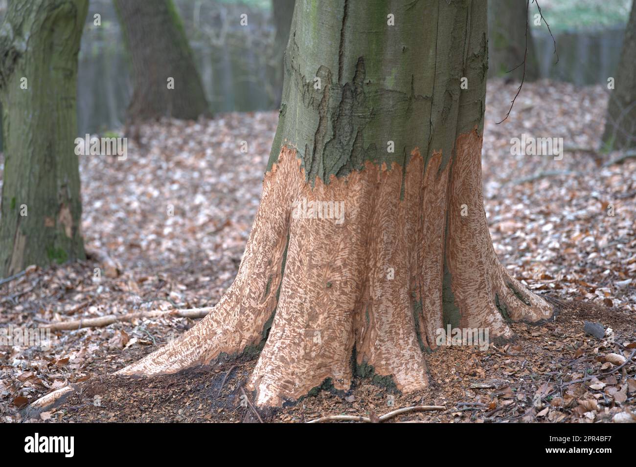 The gnawed bark of a tree Stock Photo - Alamy