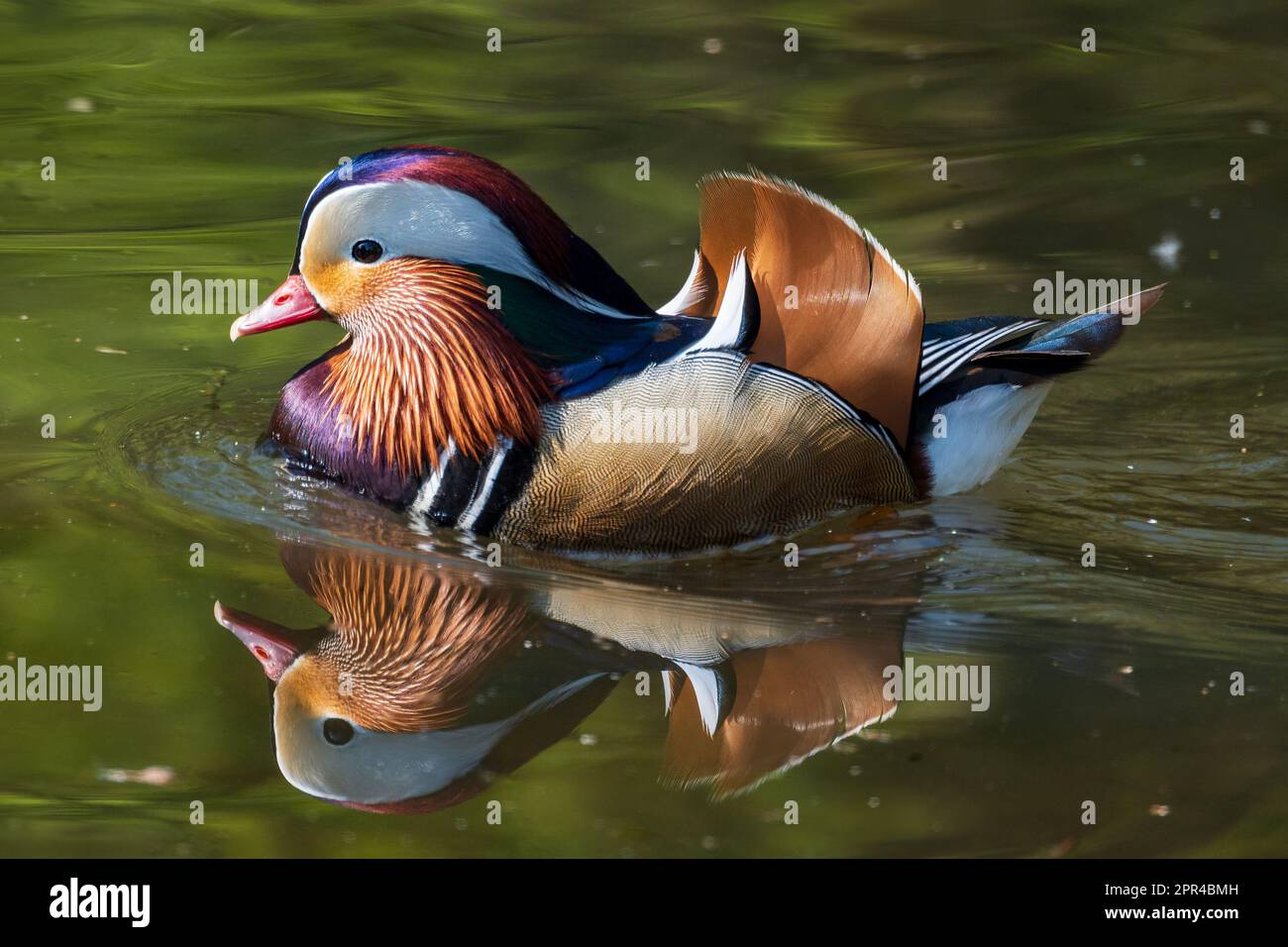 Highly coloured male Mandarin duck makes a good reflection on a local ...