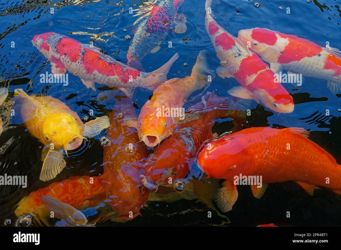 Different varieties of fishes hi-res stock photography and images - Alamy